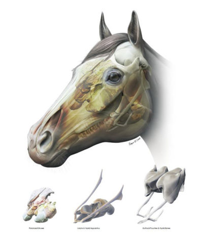 8 Natural Science Illustrators to Watch – Artists' Blogs :: Medical ...