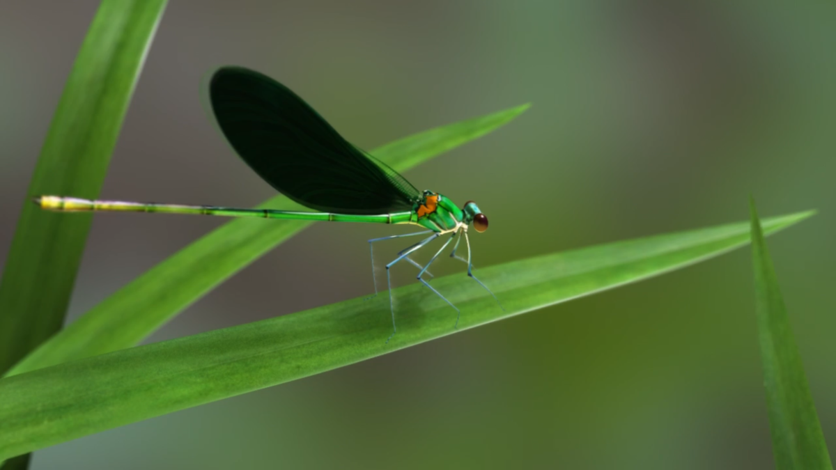 8 Natural Science Illustrators to Watch – Artists' Blogs :: Medical ...