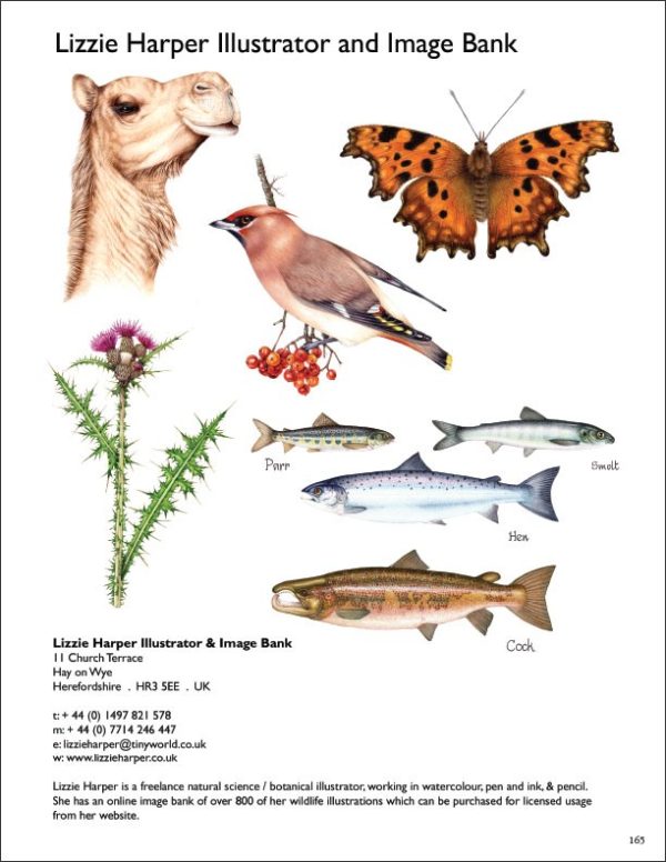 8 Natural Science Illustrators to Watch – Artists' Blogs :: Medical ...