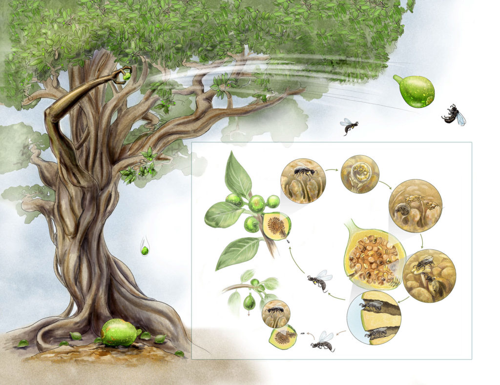 Natural Science: 8 Illustrators Who Are Setting the Bar – Artists ...
